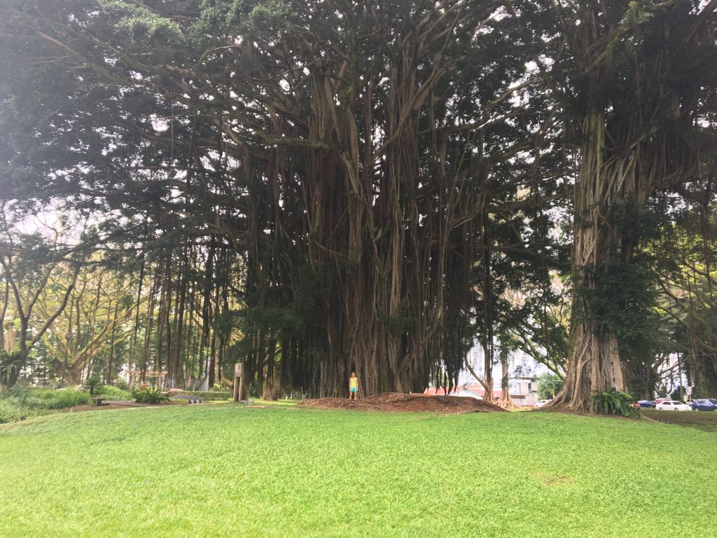 The Massive Banyan Tree - Nashville Wife
