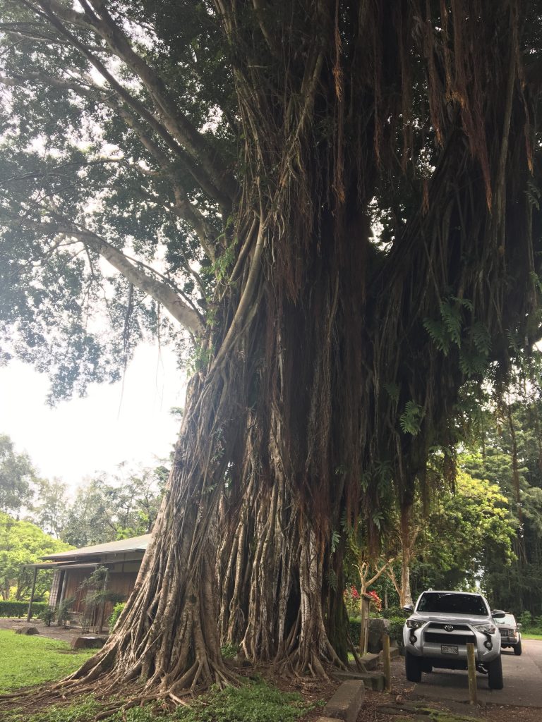 The Massive Banyan Tree - Nashville Wife